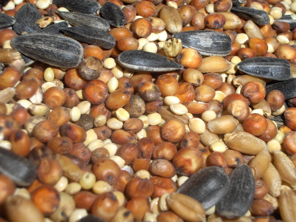 Grains Initiative - Opige's Organic Farm, Northern Uganda