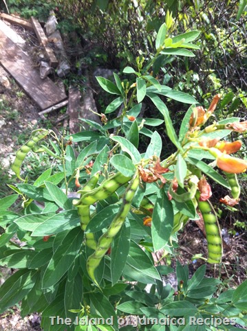 Hunger Gap initiative - Opige's Organic Farm, Northern Uganda